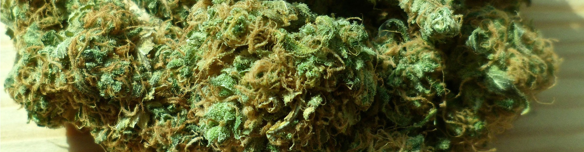 Best OG, Monster Genetics Seeds Online | BC Cannabis Seeds for Sale | OldSchoolBa