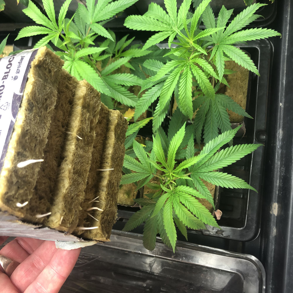 Chapter 2 - Basic Overview - Old School Breeders Association