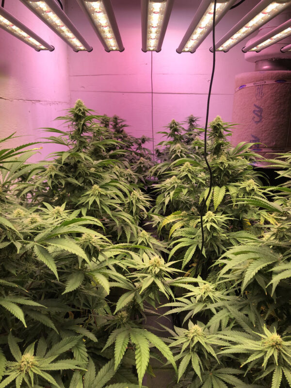 Chapter 2 - Basic Overview - Old School Breeders Association