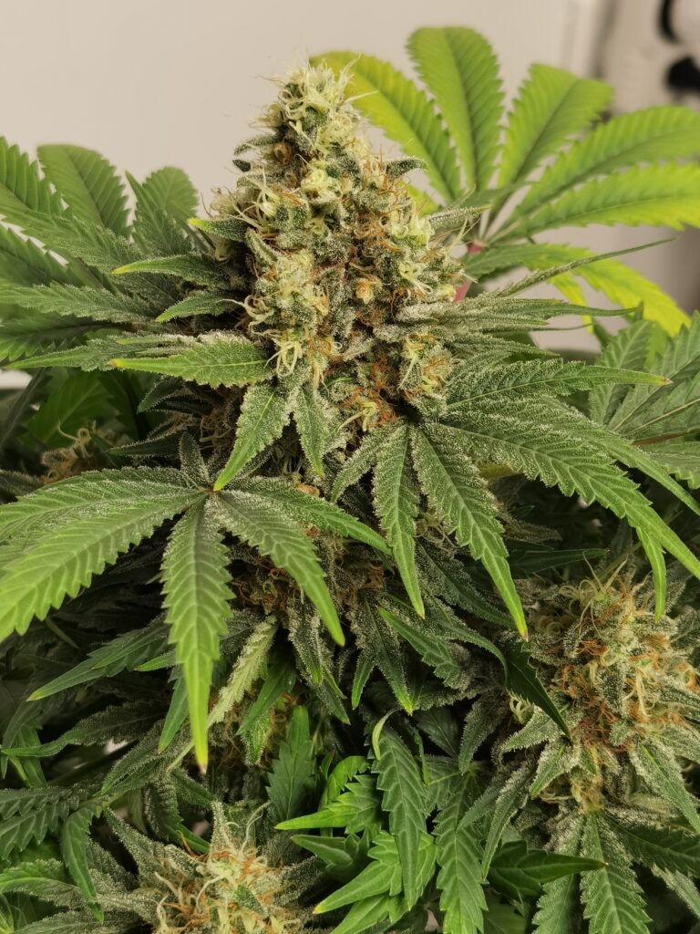 Williams Wonder Regular Seeds - Old School Breeders Association