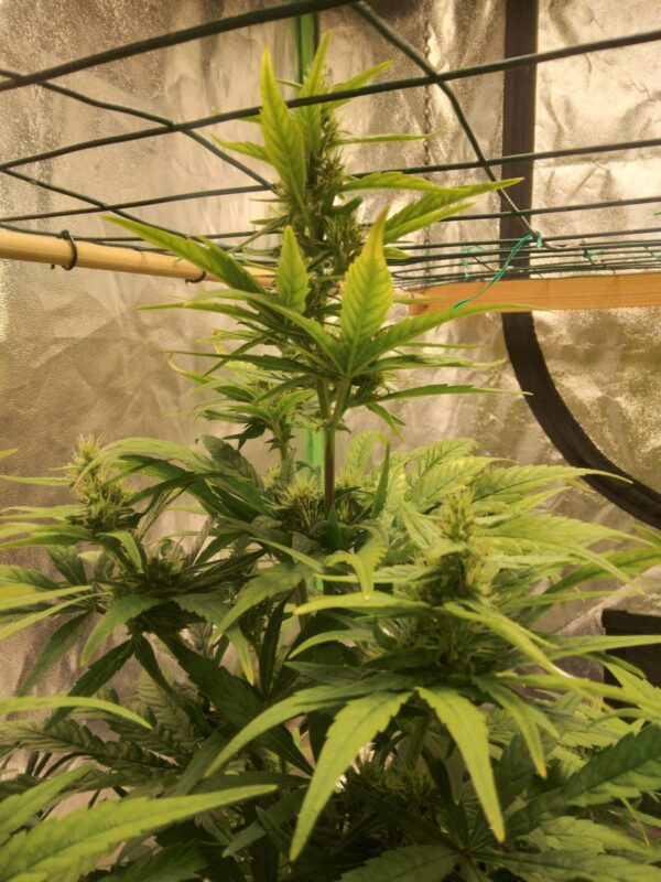 Home - Old School Breeders Association